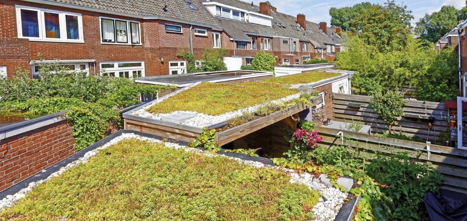 10 feiten over een groen dak | Interpolis Verzekeringen