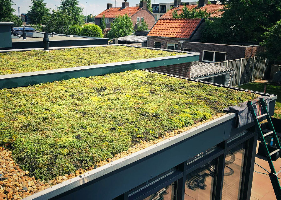 Voorkom schade met een groen dak | Interpolis Verzekeringen