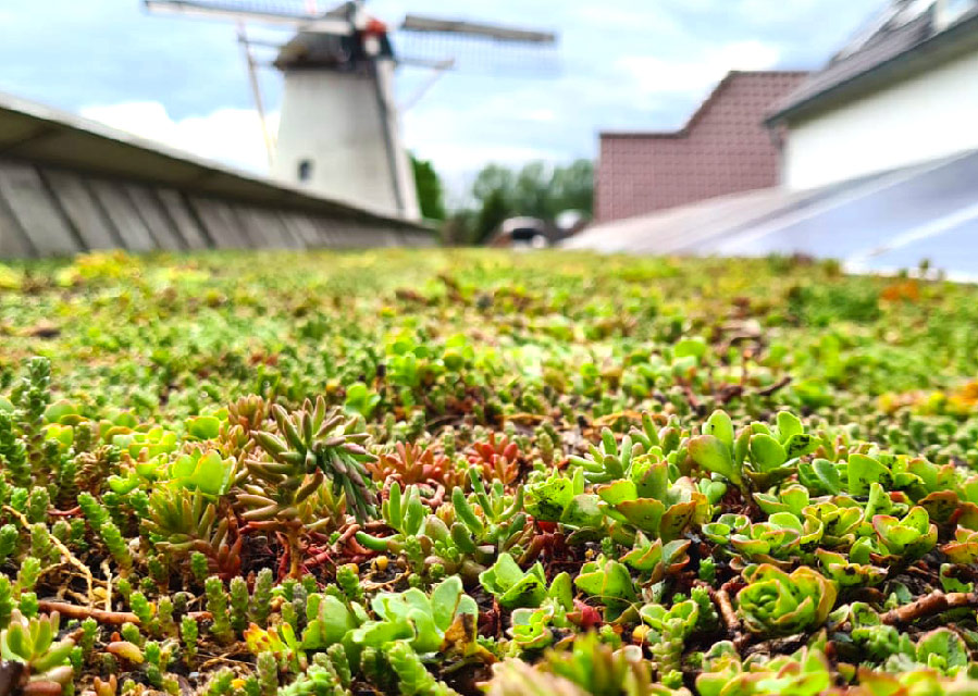 Voorkom schade met een groen dak | Interpolis Verzekeringen